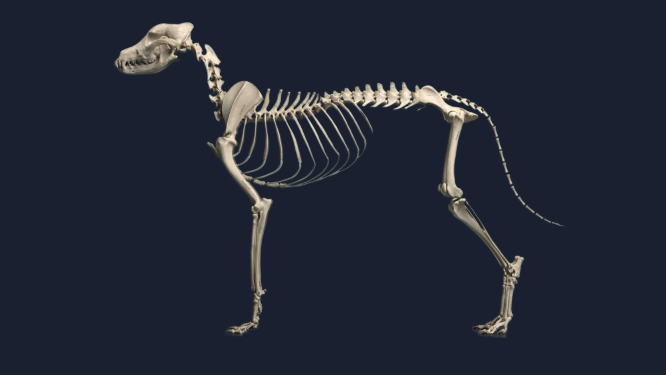 Anasayfa - Veterinary Anatomy Academy
