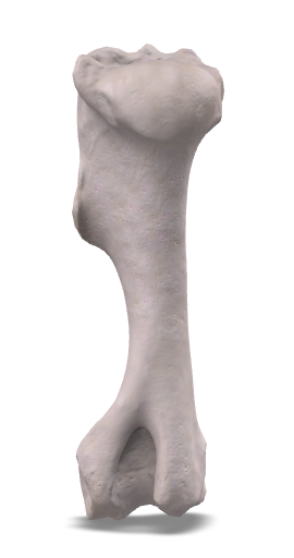 Equidae Humerus - Veterinary Anatomy Academy